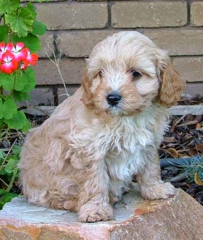 Rules of the Jungle: Cavoodle puppies