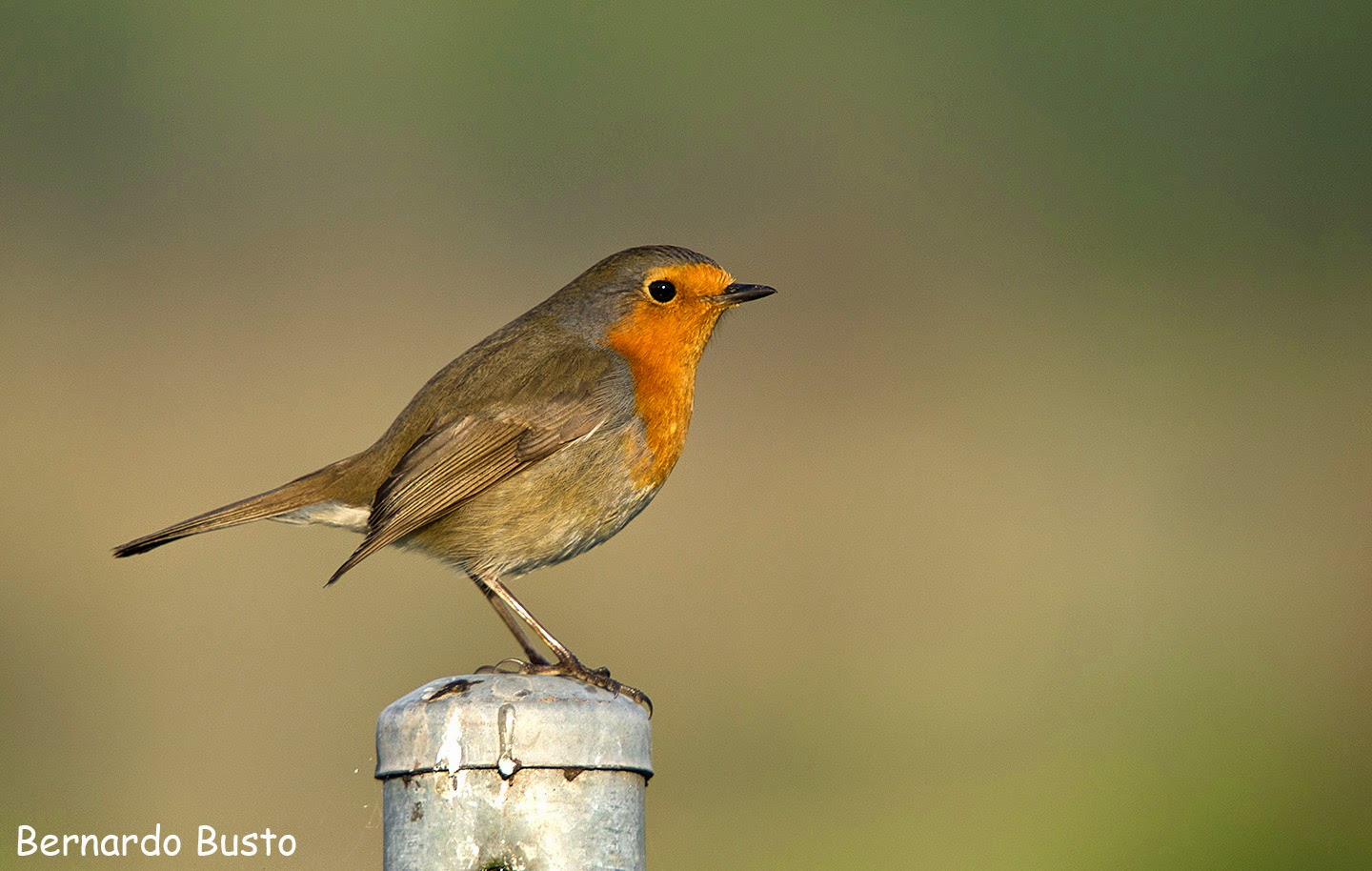 RÍA DE LA VILLA: Petirrojo