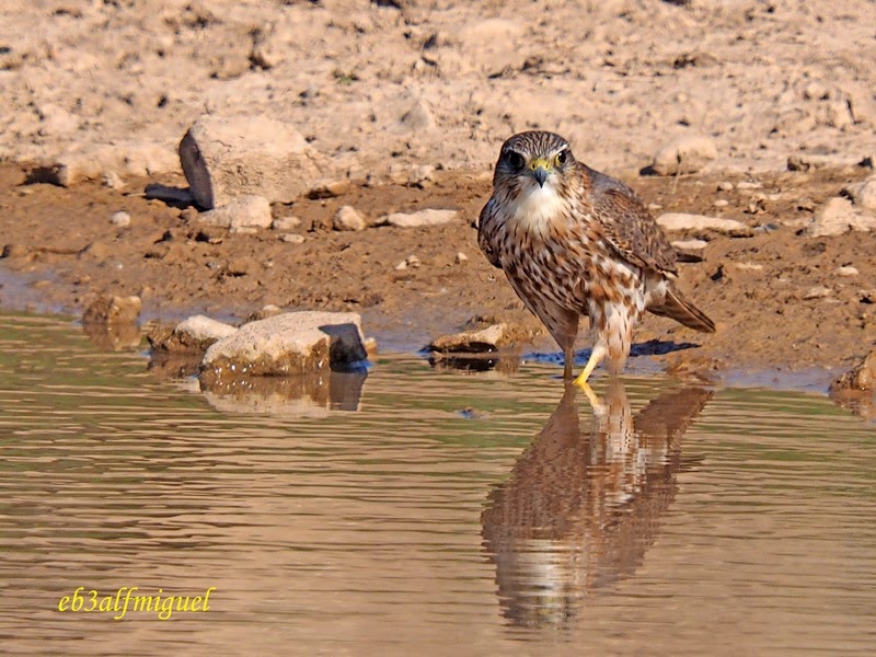 Miguel fotografia: Esmerejón (Falco columbarius)