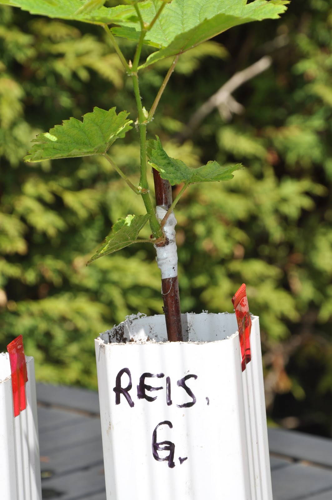 Northern Grapes: Grapevine grafting (part 2): Callusing and rooting.