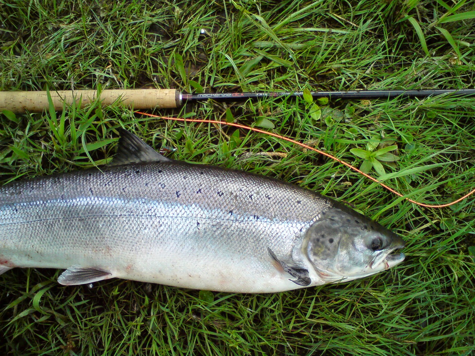 Salmon Fly: Atlantic Salmon Action With Scott MacKenzie DTX - Tay ...
