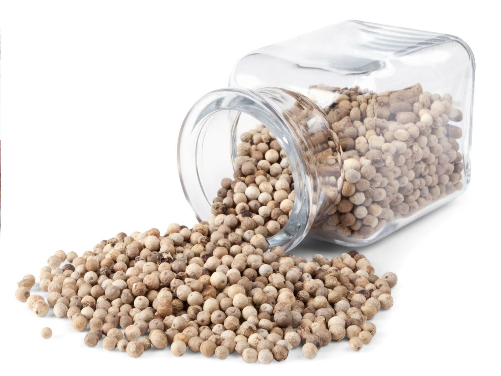 LADA (MERICA) DAN PENGERTIANNYA | TANAMAN LADA