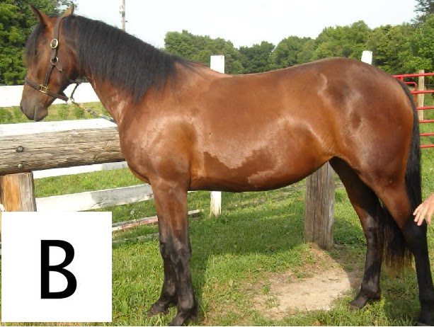 North Horse: Conformation Quiz: Freisian Sport Horses