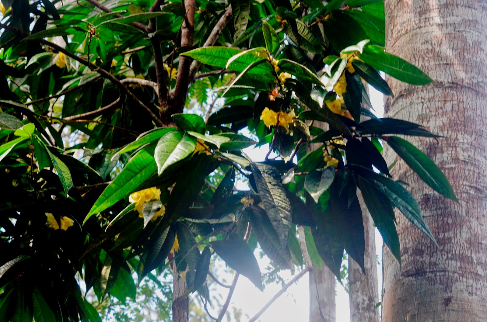 The Kambatik Park, Bintulu.: A jungle treelet with atttractive pale ...
