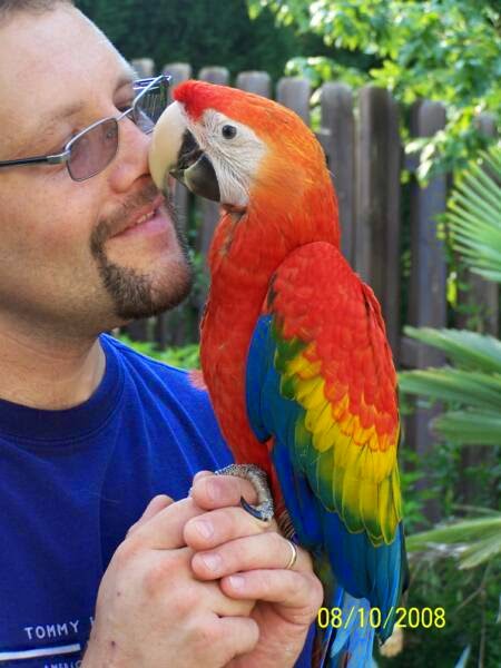 LAS ENFERMEDADES : LA PSITACOSIS