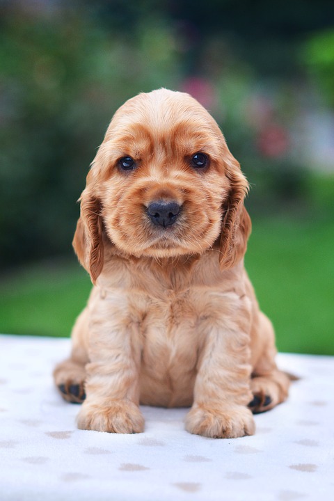 April showers bring May flowers: Care Tips for New Born Cocker Spaniel ...