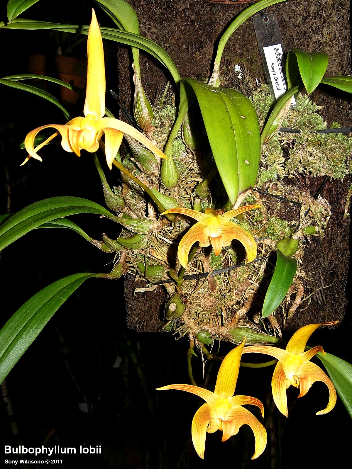 Bulbophyllum