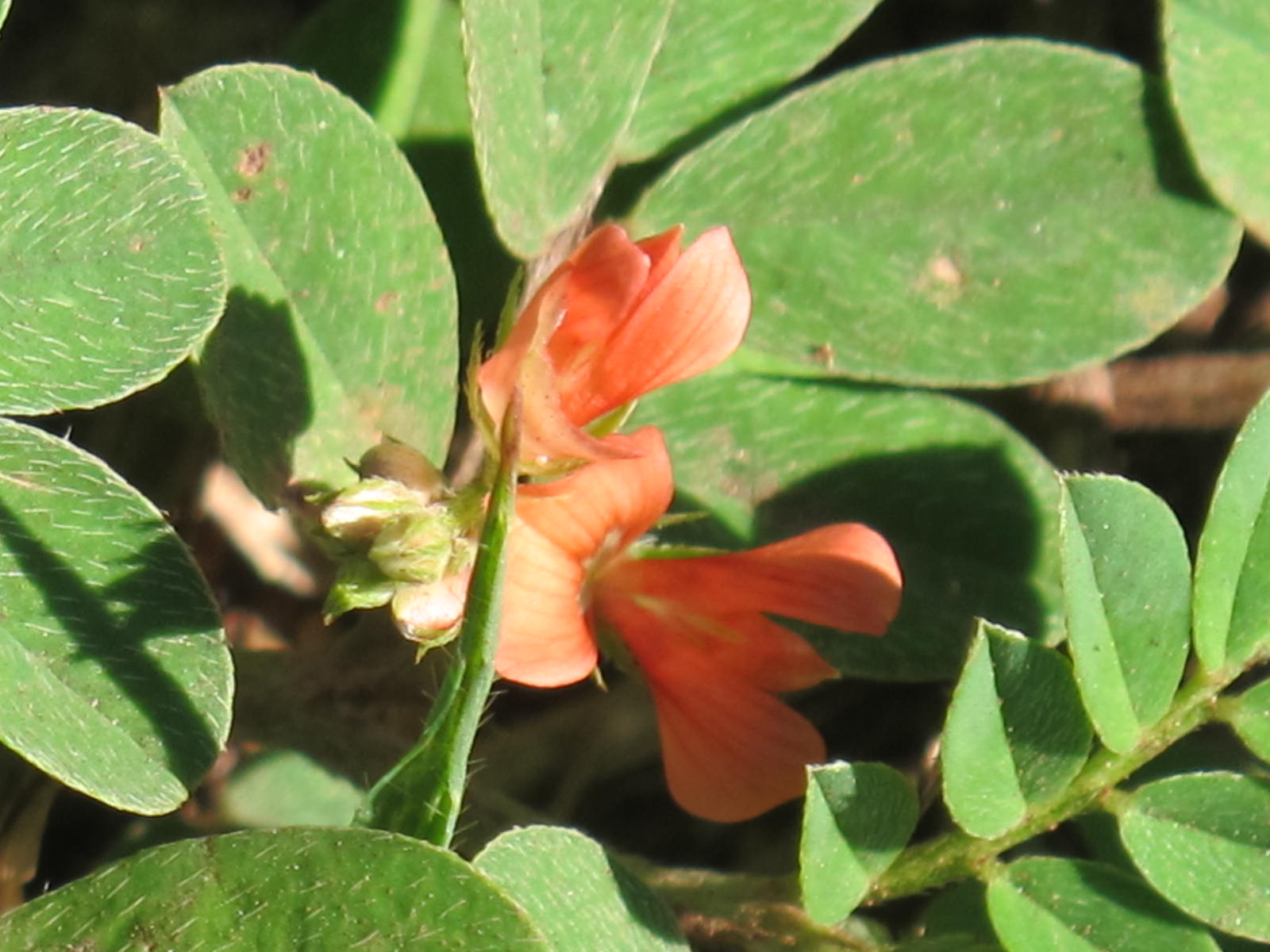 Fabaceae - Leguminosae no Brasil: Papilionoideae