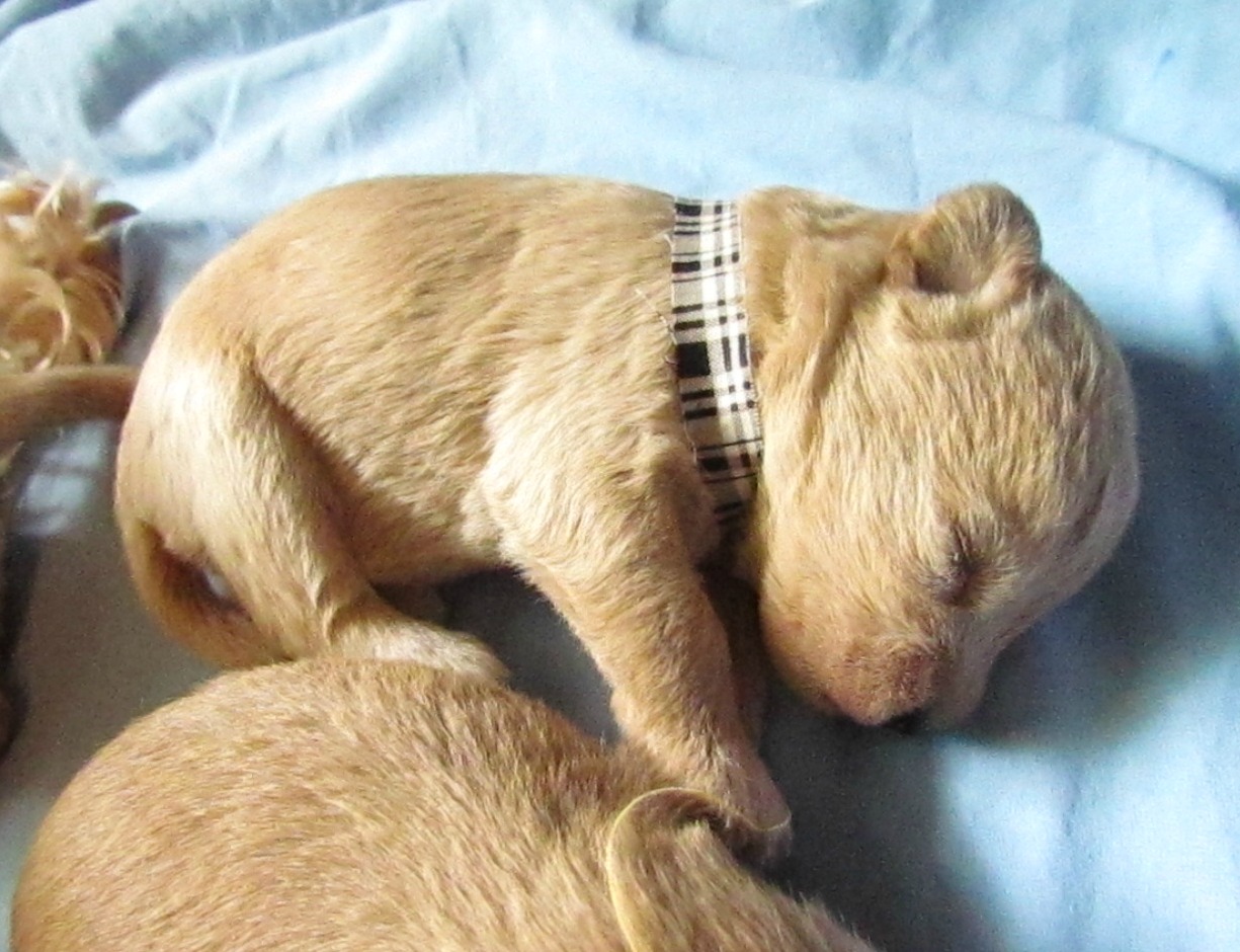 Growing Puppies - Virginia Schnoodle Breeder --Hypoallergenic Dogs: The ...