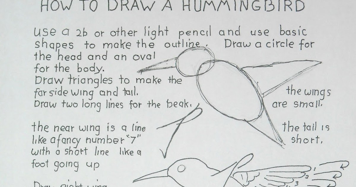How to Draw Worksheets for The Young Artist: How To Draw A Hummingbird ...
