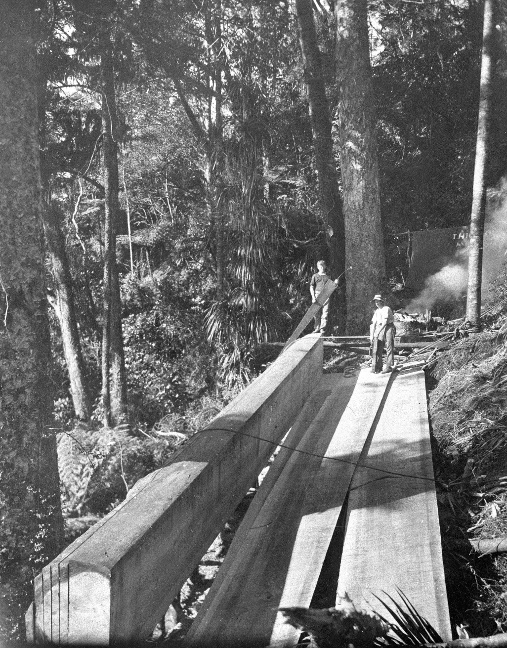 Kauri logging in Waitākere Ranges