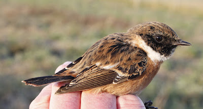 Another Bird Blog: Must Do Better