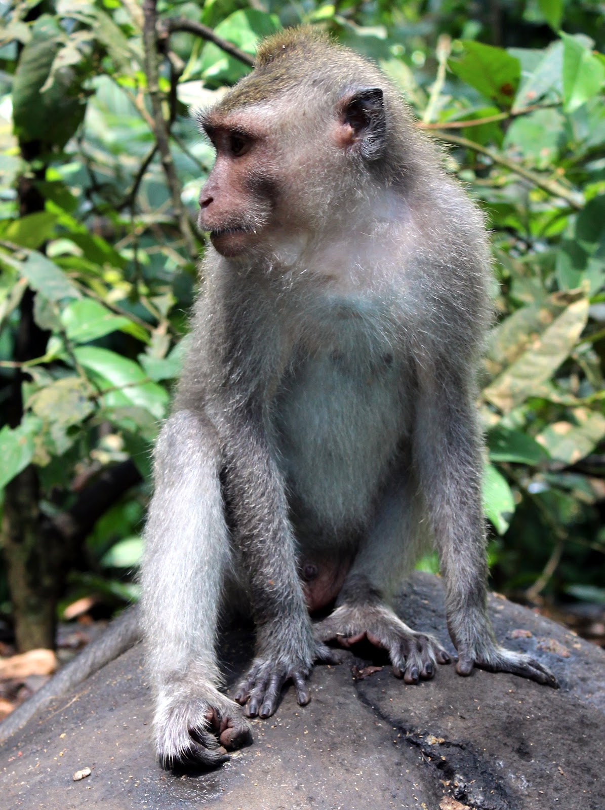 Taxonomía Chordata: Clase Mammalia Orden Lagomorpha, Perissodactyla y ...