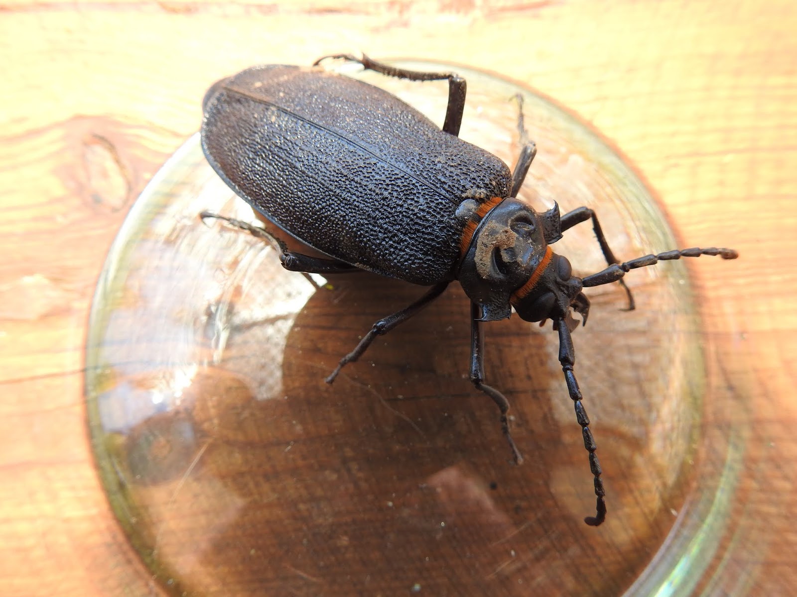 Fauna y Flora de Quebrada La Chupalla. Curacaví: INVERTEBRADOS DE ...
