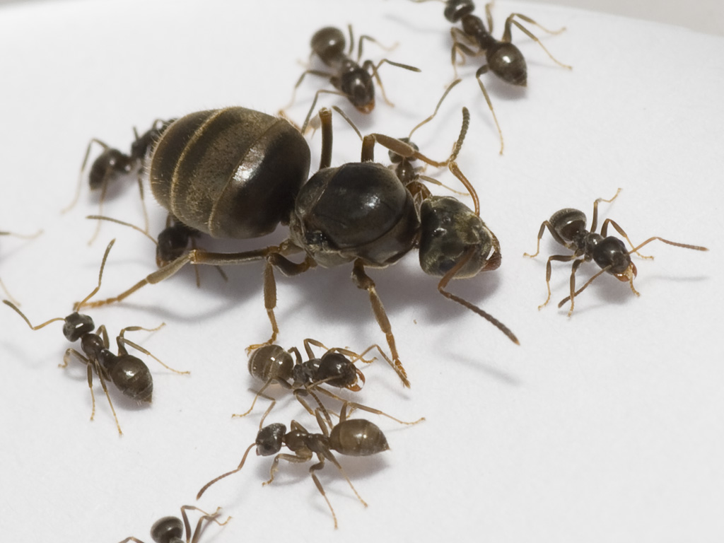Nos colonies de Lasius niger: Fiche : Lasius niger