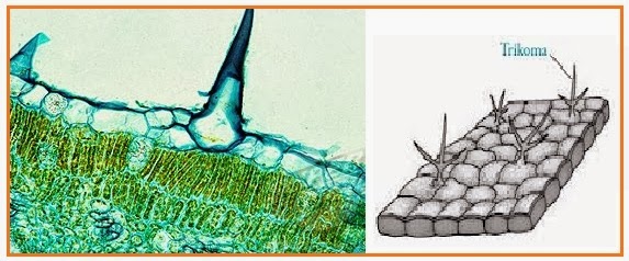 BIOLOGI GONZAGA: EPIDERMIS DAUN-EXPERIMEN SEDERHANA