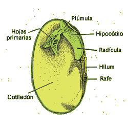 100 PREGUNTAS: BOTÁNICA