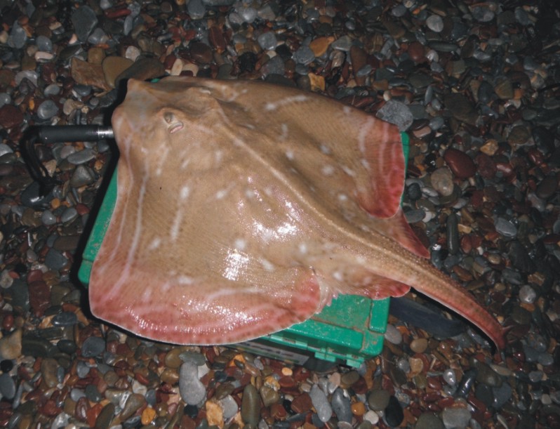 South Coast Bass by RockHunter: Specimen Painted Ray - 11th February 2012