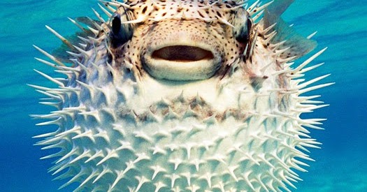 Pufferfish | Earth Blog