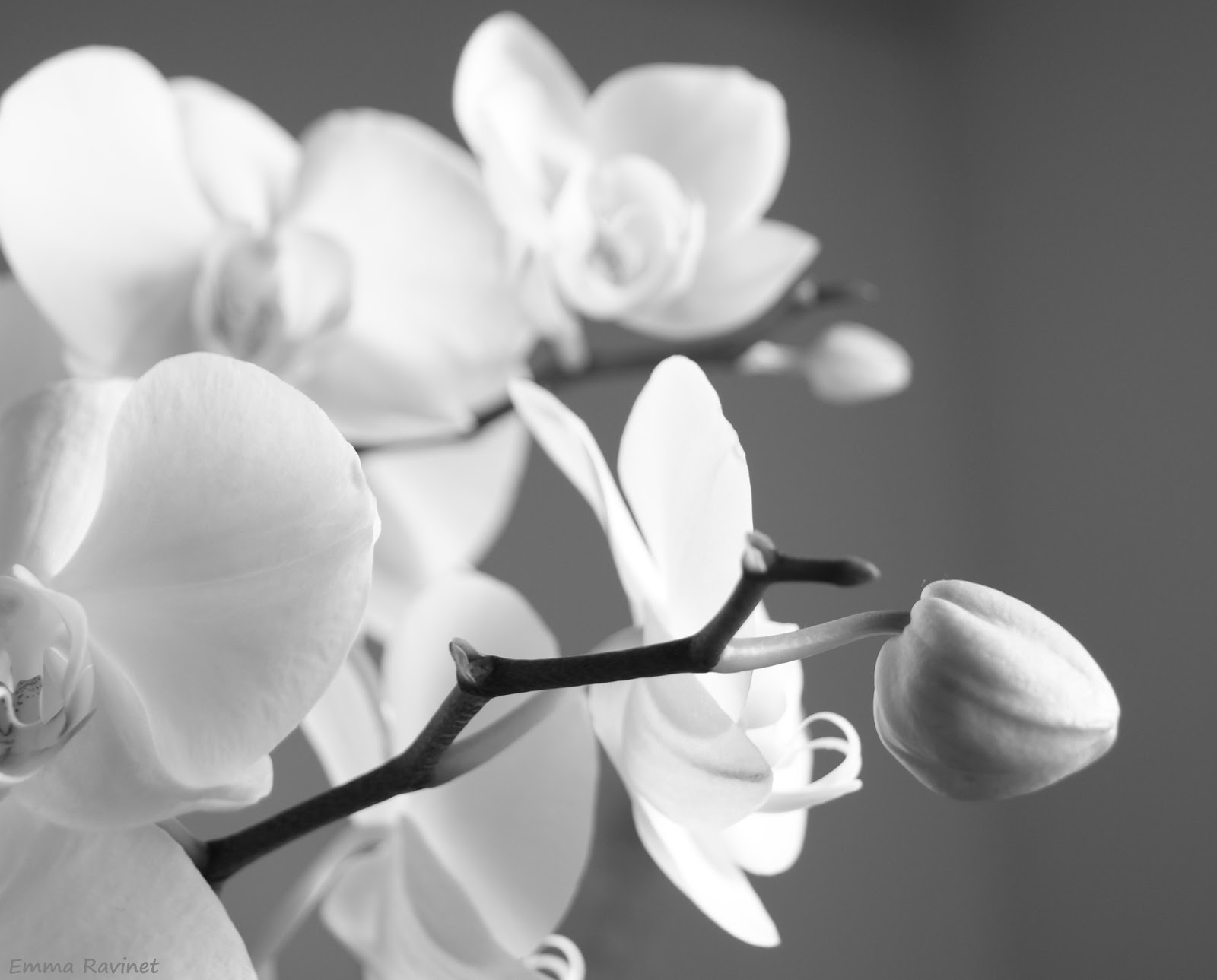 12 mois N & B - My Point Of View