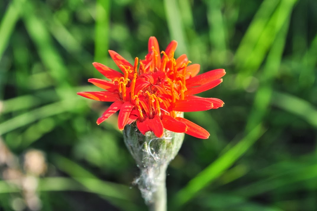 FLORA DE MISIONES Argentina: Criscia stricta (Spreng.) Katinas