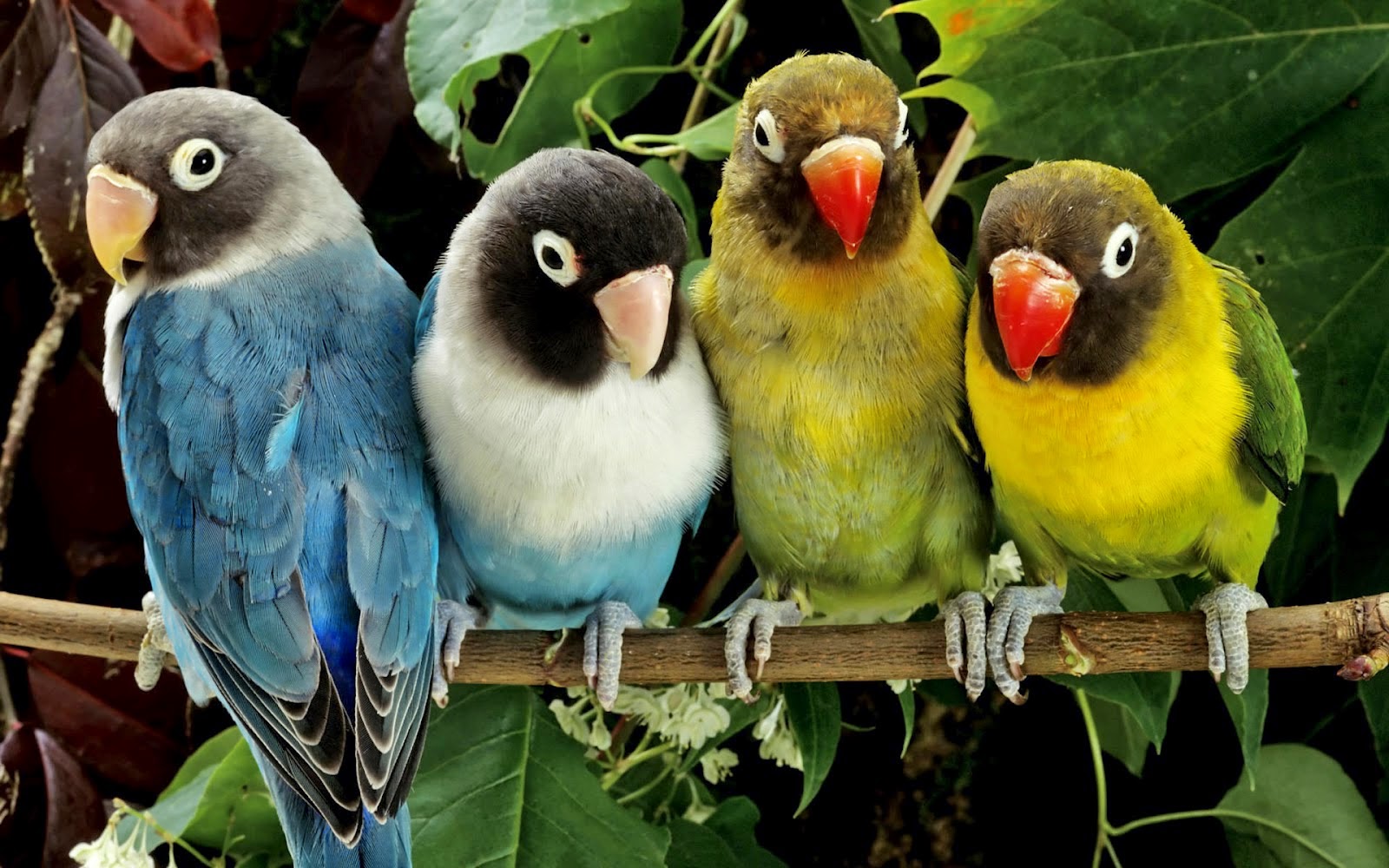 clasificacion de los animales: Clasificación de los animales