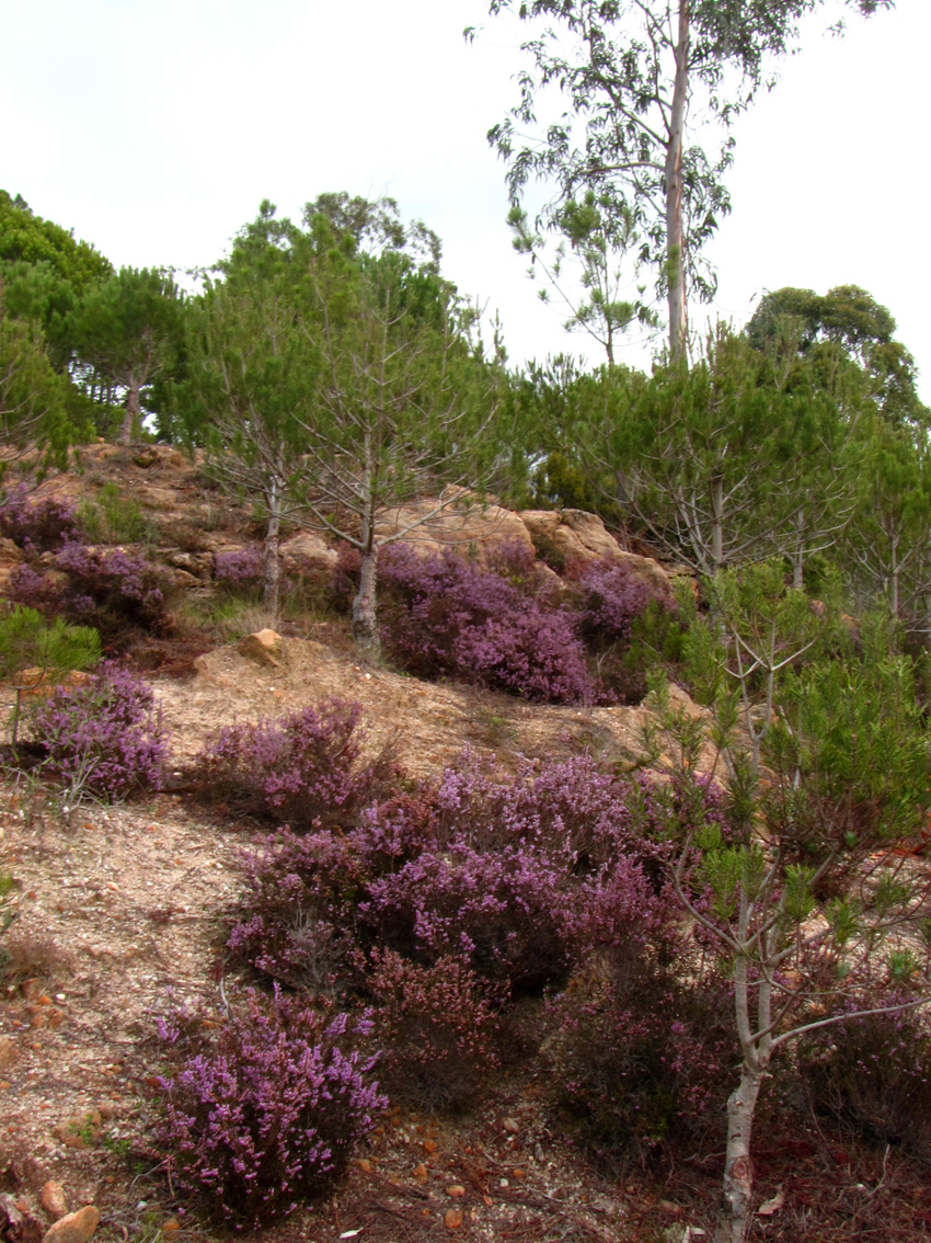 Blog de cheiros: Tempo de Torga