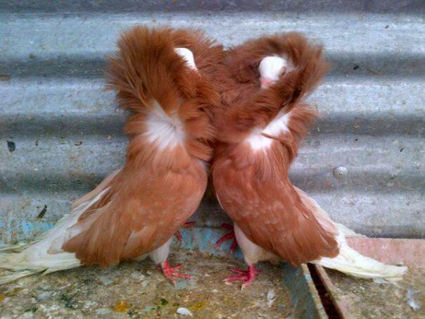 SPESIALIS MERPATI: MERPATI JACOBIN