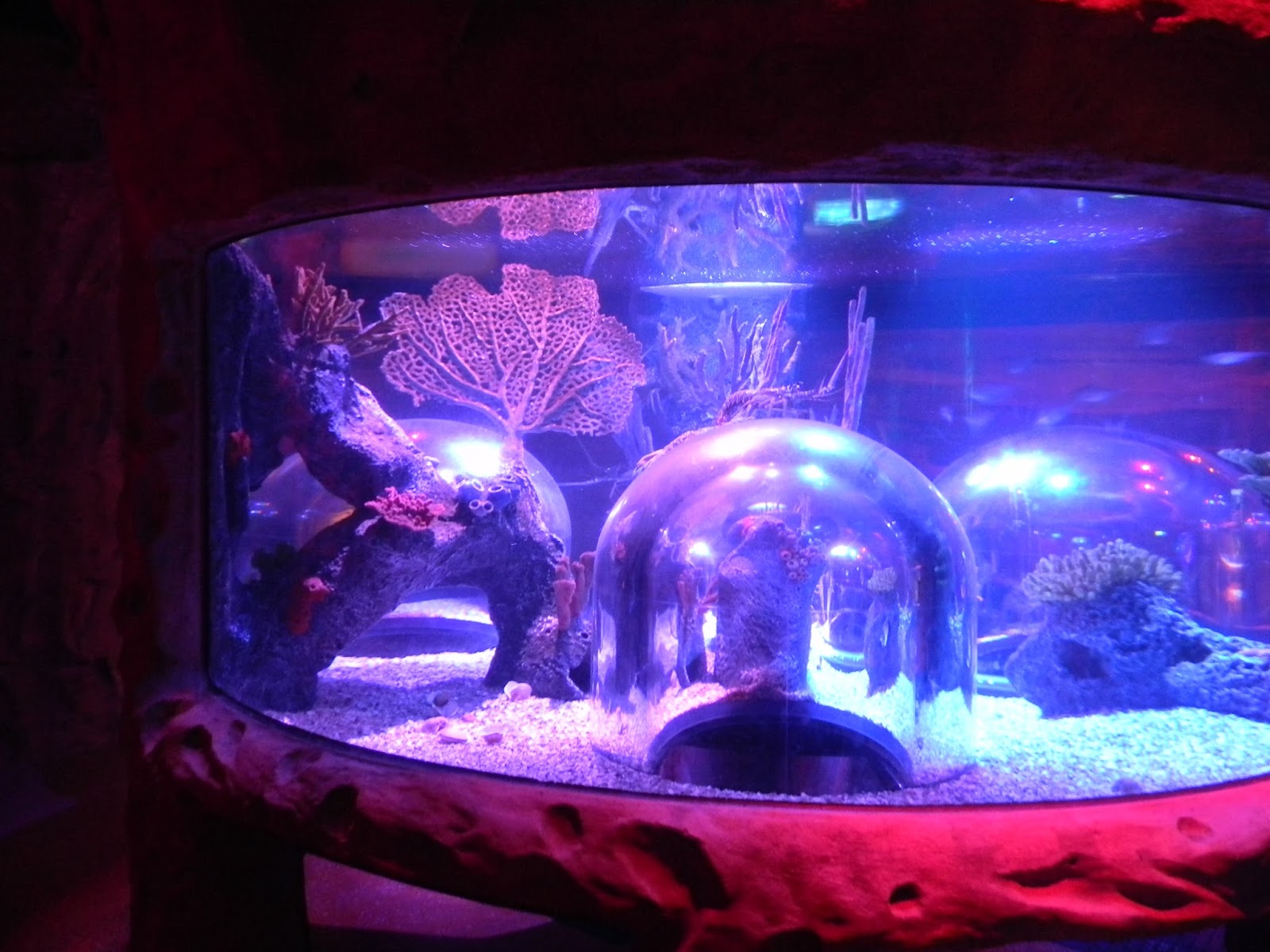 The "Unknown" Florida: Sea Life Aquarium- Orlando, FL