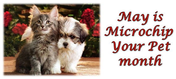 Barking from the Bayou