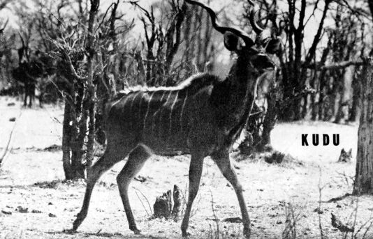 Our Rhodesian Heritage: Wildlife of Rhodesia