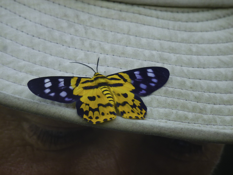 Art and Other Adventures with Narca: Okoki's White-winged Ducks, and More!