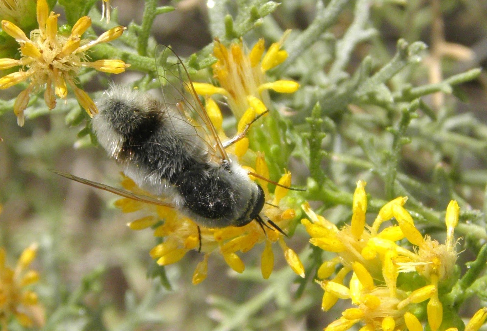 Arizona: Beetles, Bugs, Birds and more: Insects at the Gravel Pit in Marana