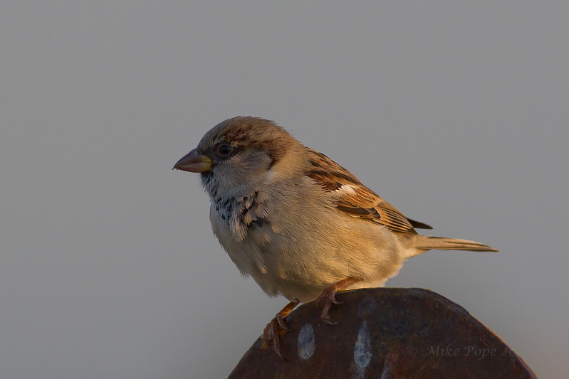Kuwait Birding: Passer domesticus