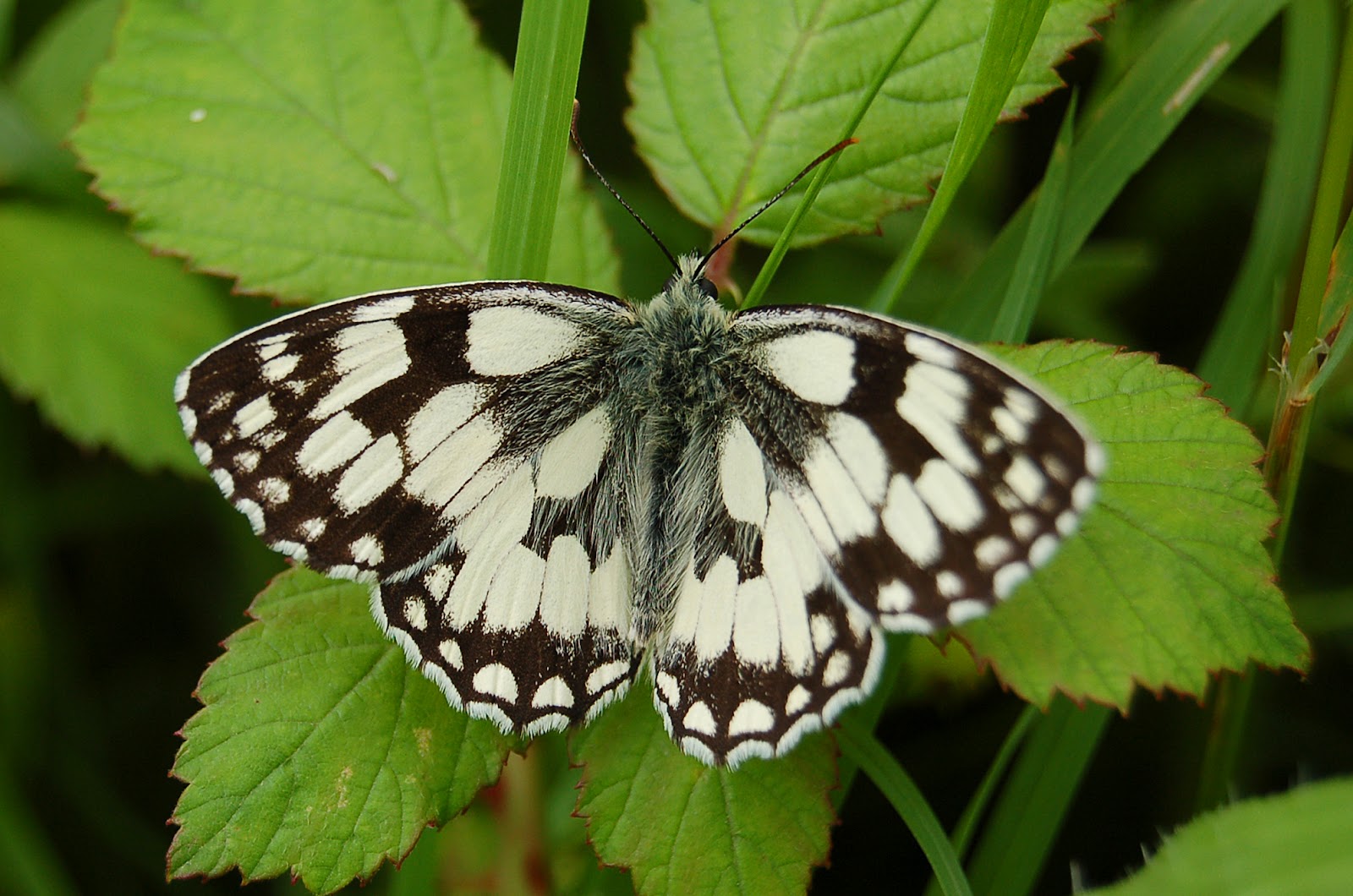 Brian's birding blog: Marbled White at Vange Marsh Essex