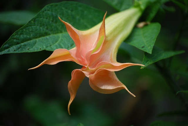 Odd Plants: Six-pointed Brugmansia Take Two - Brugmansia Kaia