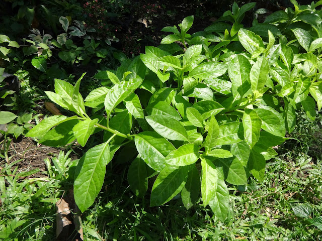 Herbs from Distant Lands: Gynura procumbens - Sabungai, Leaves of Gods ...