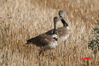 Aves de Aragón : 2018