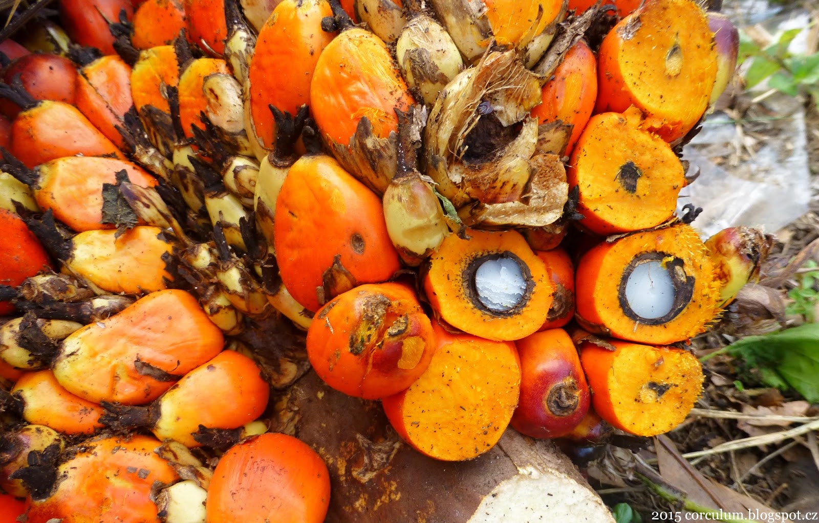 Corculum : Zabiják: Palma olejná