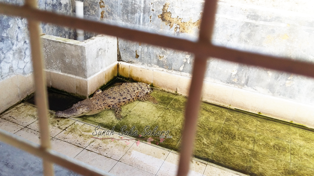 Melawat Taman Buaya Terbesar di Teluk Sengat