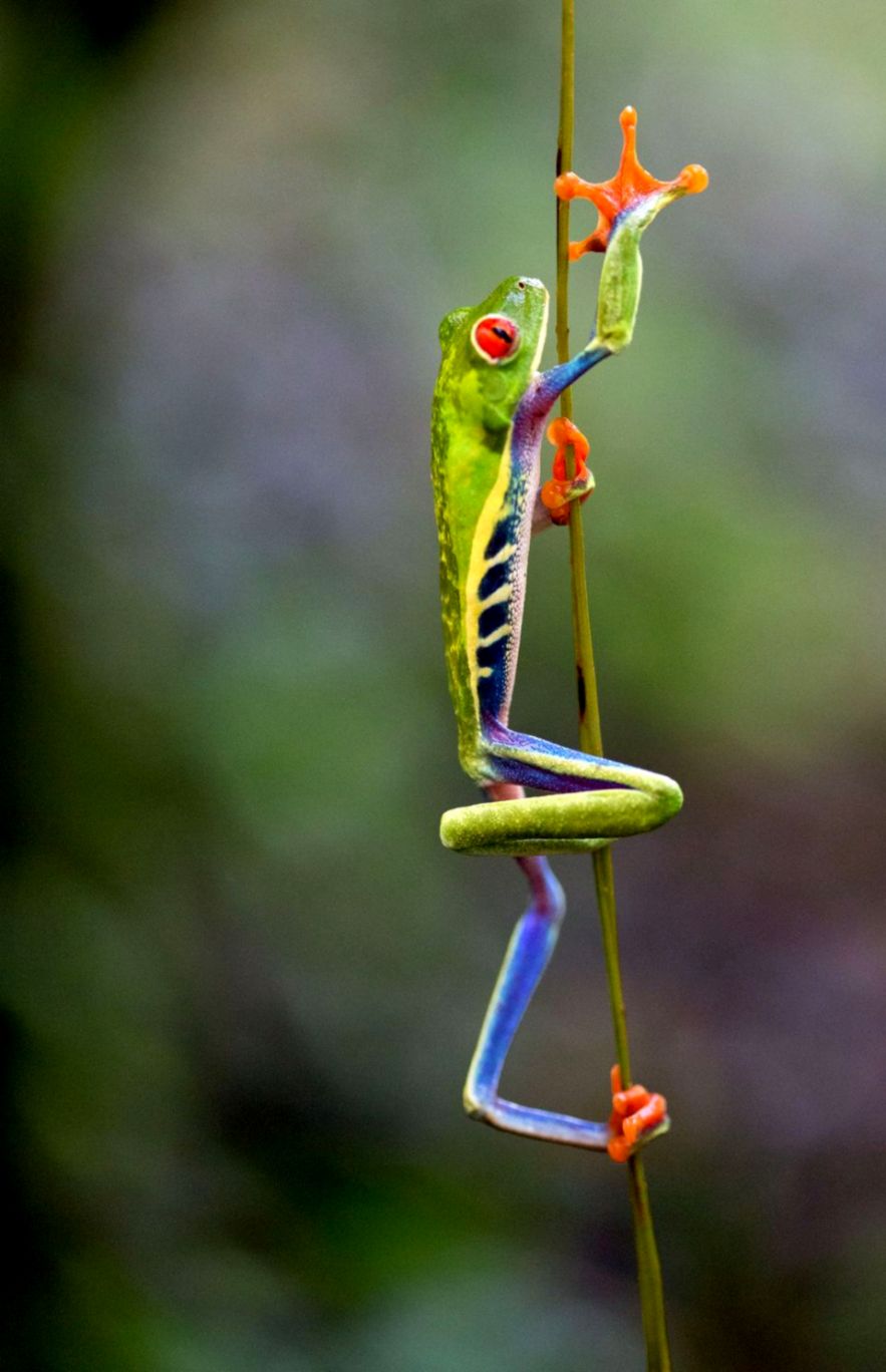 Frog Hunt Ambush Insect Funny Hd Wallpaper | Best Wallpapers HD Gallery