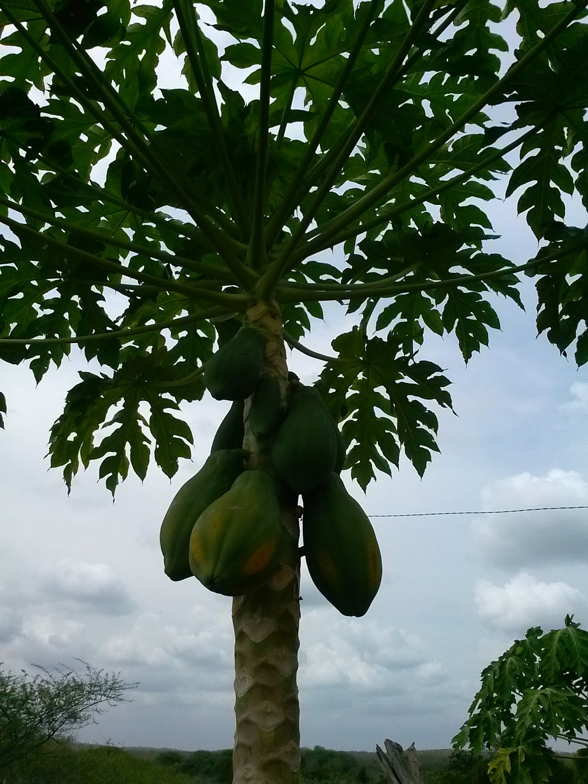 aquieducação: Árvore de Mamoeiro e seu fruto mamão