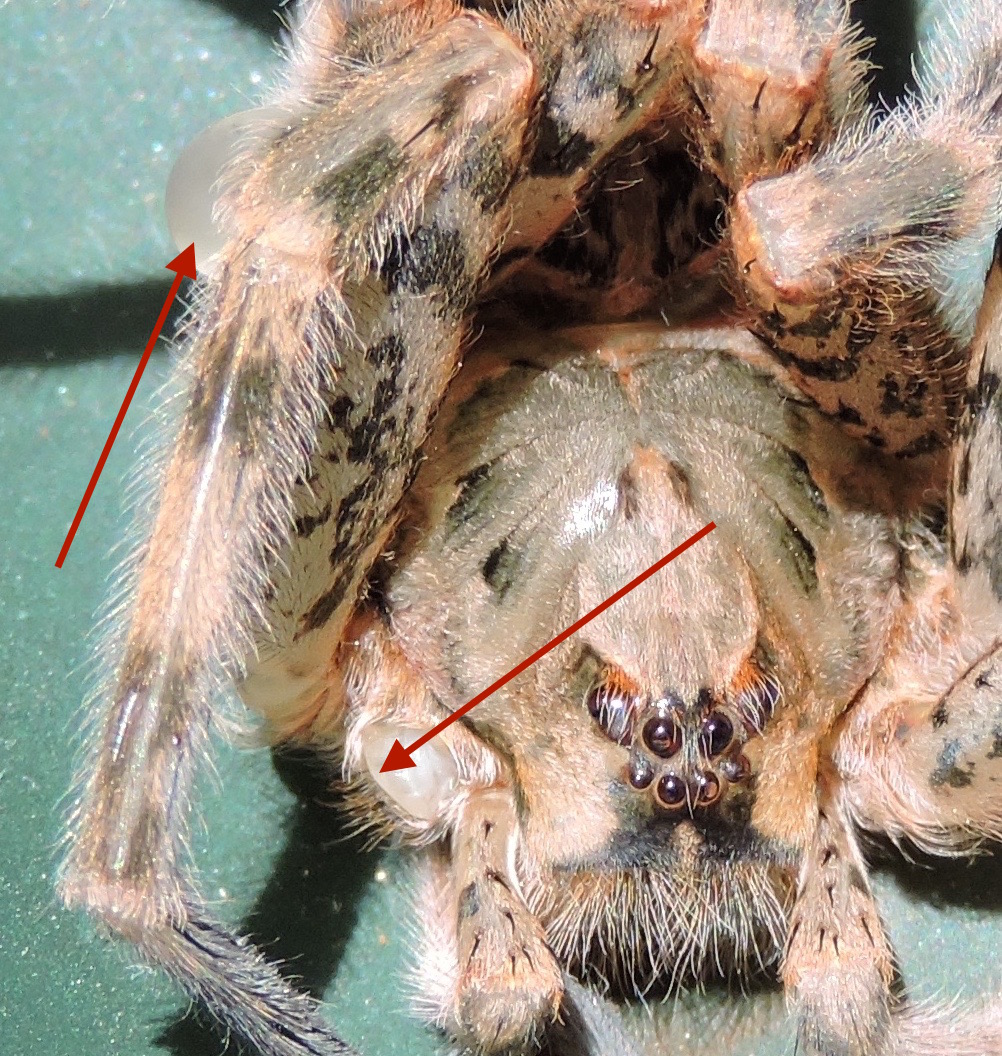 Springfield Plateau: Bleeding Spider