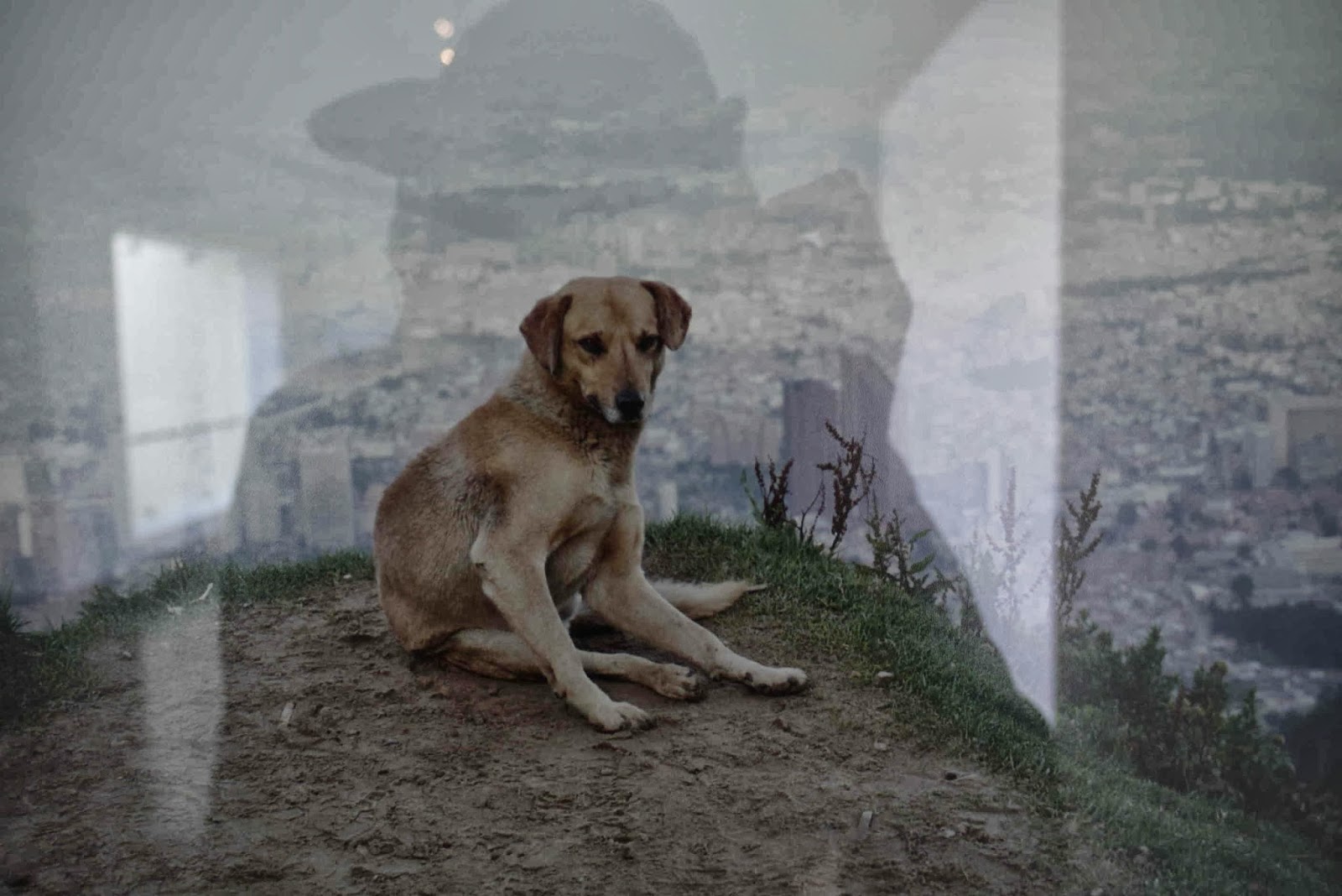 Mike's Bogota Blog: Adoption Dog Days in Bogotá