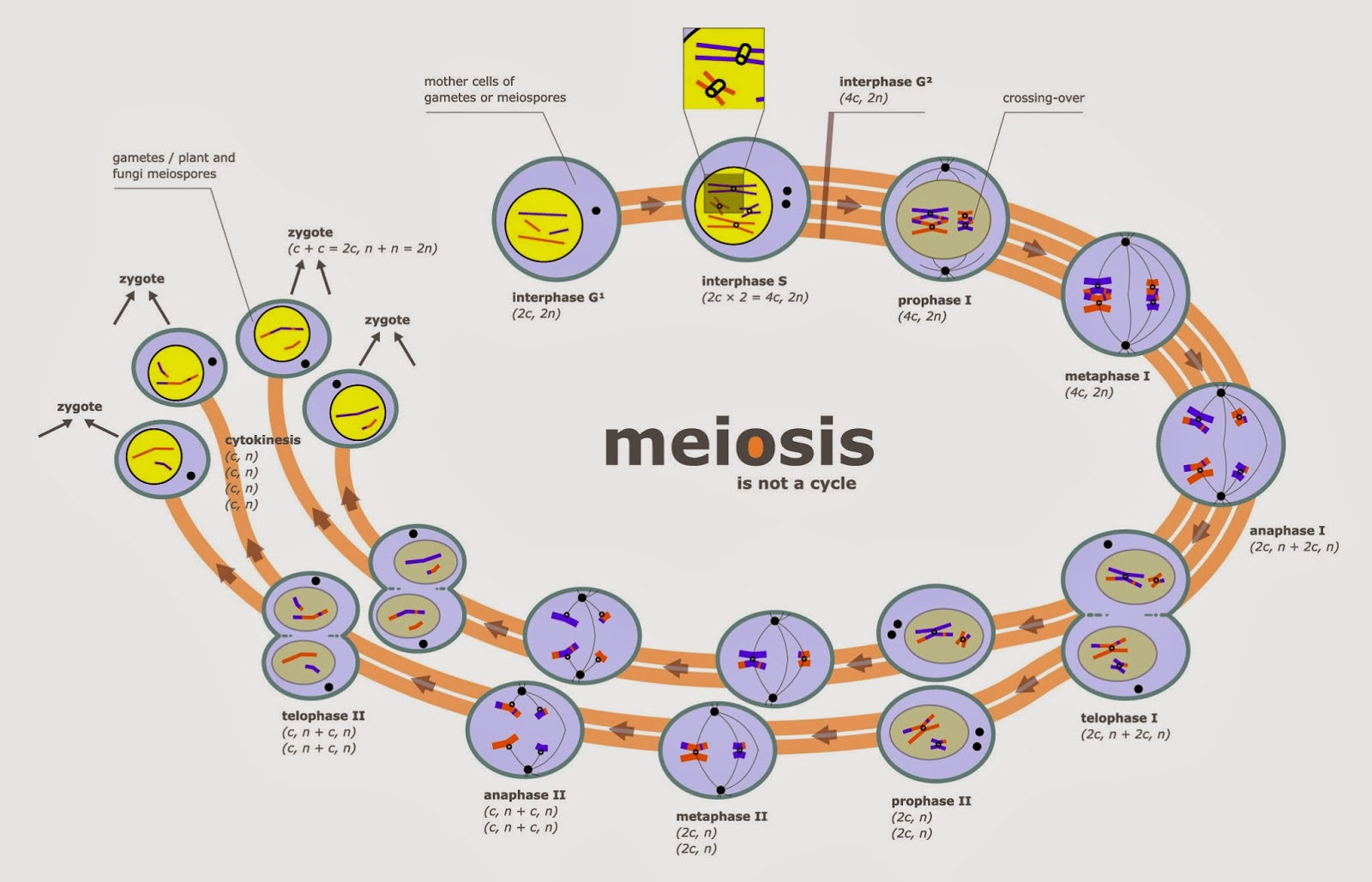 AS Biology: The importance of meiosis in producing cells which are ...