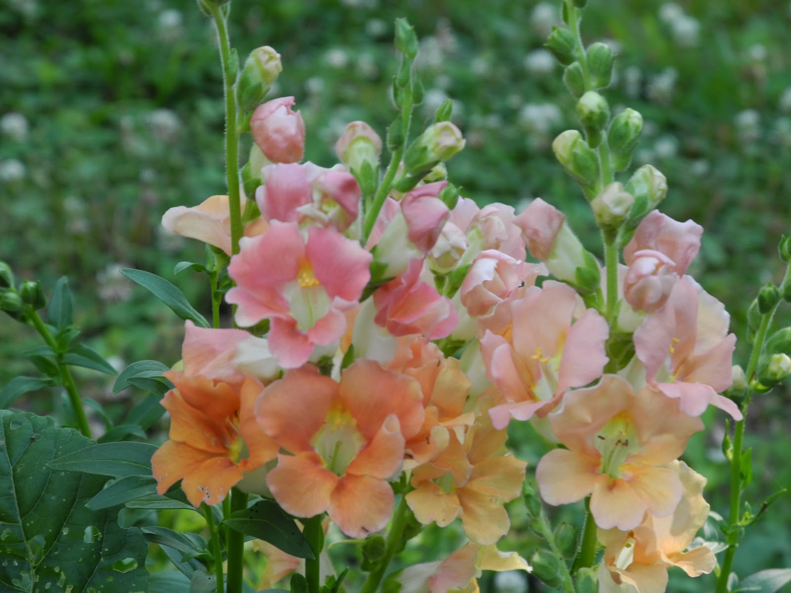 Windowsill Arranging: May 31, 2012 -- butterfly snapdragons
