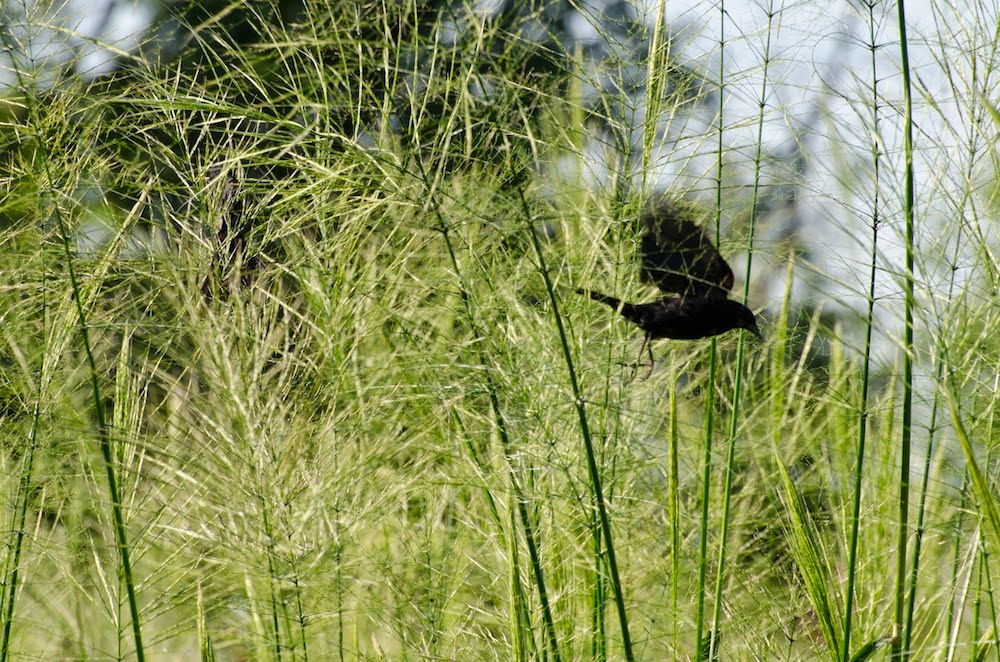 Colleen's Trail Blog: Blackbirds in the Wild Rice