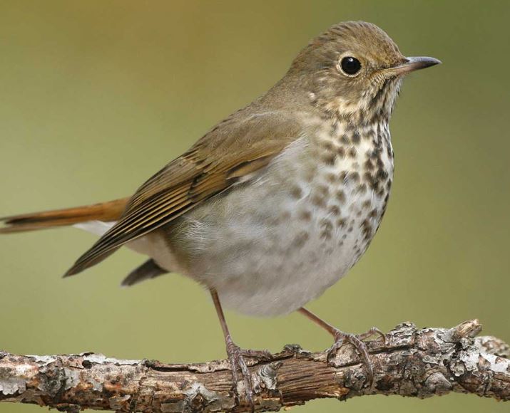 Vermont Hermit Thrush