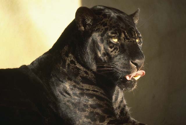 Antonia Jo: Bad-Ass Animals: the Black Panther