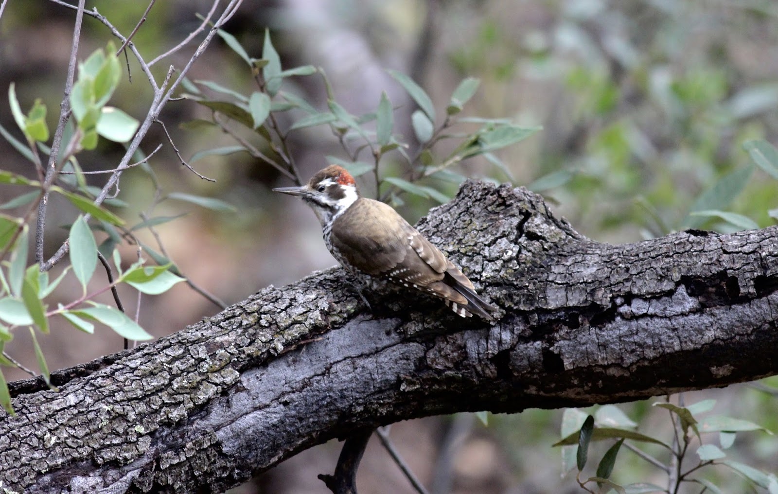 Photographicbirdlistomania: Arizona Woodpecker (Picoides arizonae ...